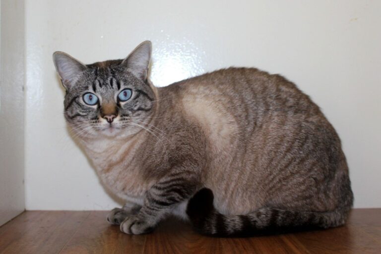 13 Beautiful Snowshoe Cat Colors And Coat Patterns You’ll Fall In Love With