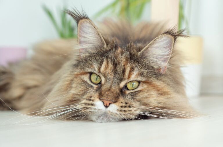 25 Beautiful And Rare Cat Colors And Patterns