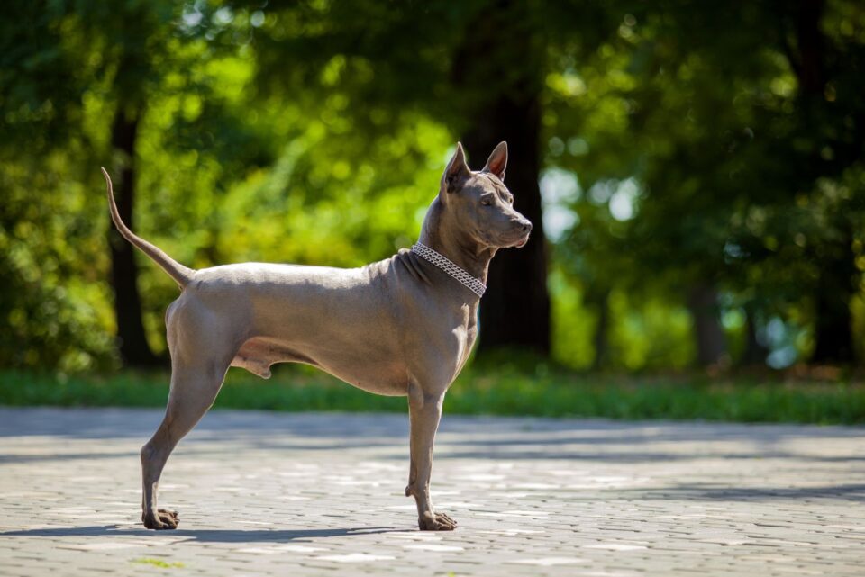 11 Hairless Dog Breeds That Show Bald Truly Is Beautiful
