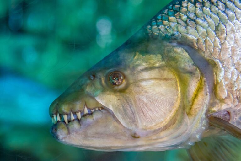 11 Most Dangerous Fish Known To Mankind