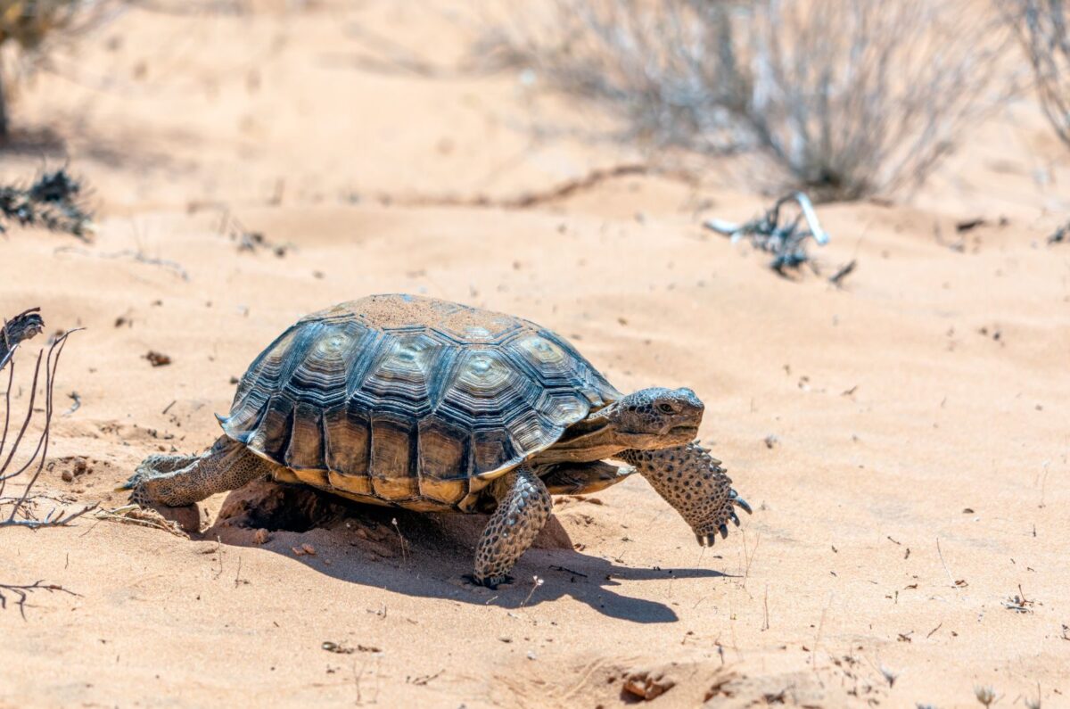 17 Amazing Animals Built To Survive The World’s Most Extreme Temperatures