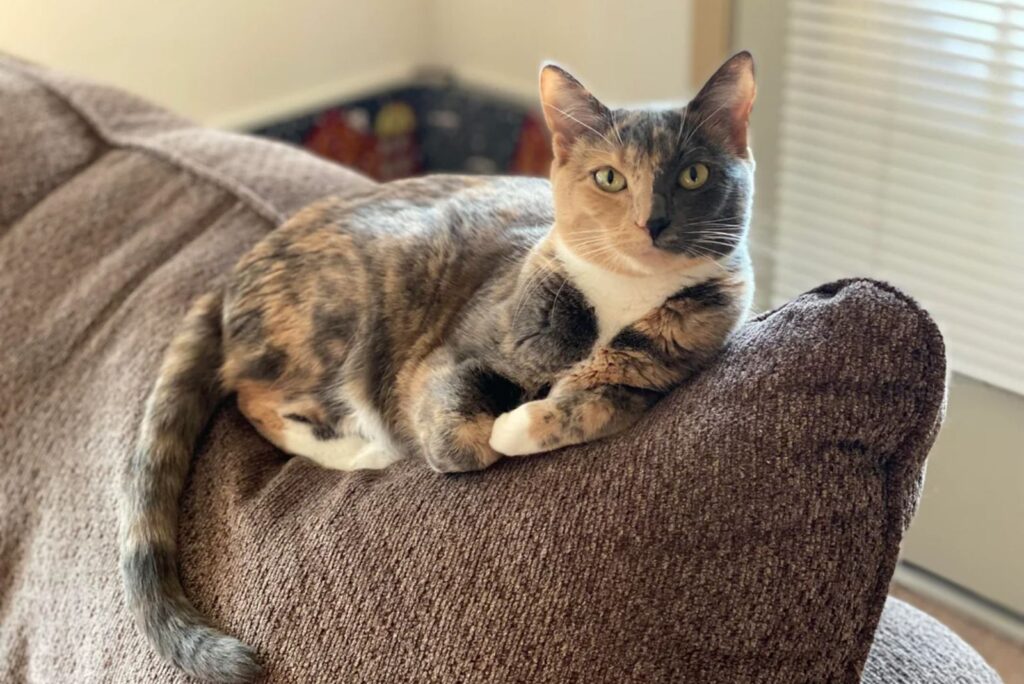 13 Beautiful Snowshoe Cat Colors And Coat Patterns You’ll Fall In Love With