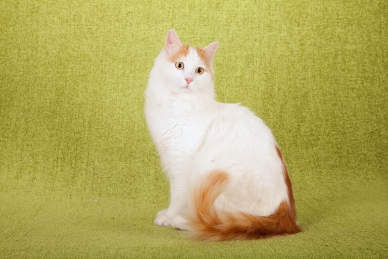 25 Inexpensive Cat Breeds That Make Amazing Companions