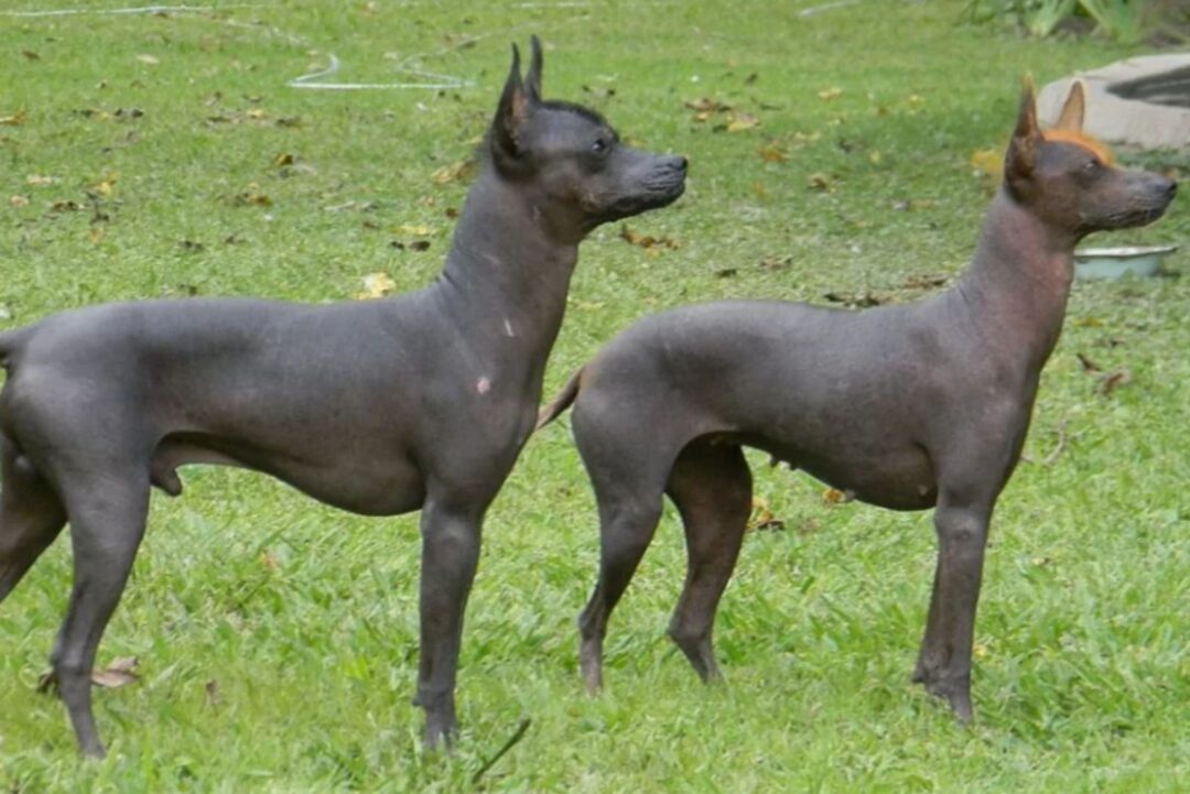11 Hairless Dog Breeds That Show Bald Truly Is Beautiful