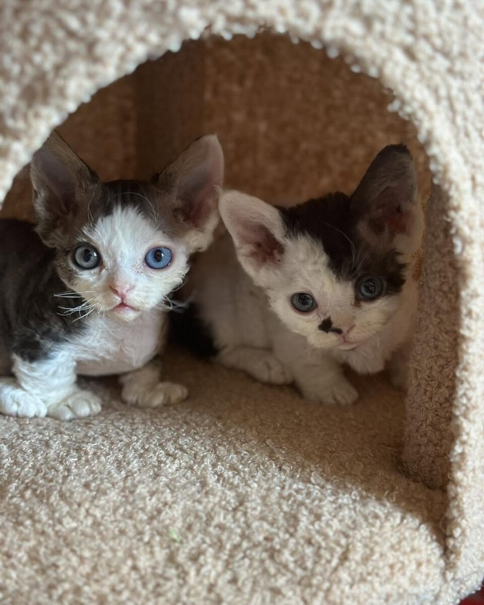 10 Short-Legged Cat Breeds You’ll Fall In Love With