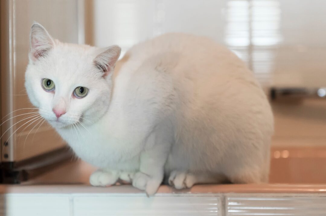 17 Gorgeous White Cat Breeds With Green Eyes