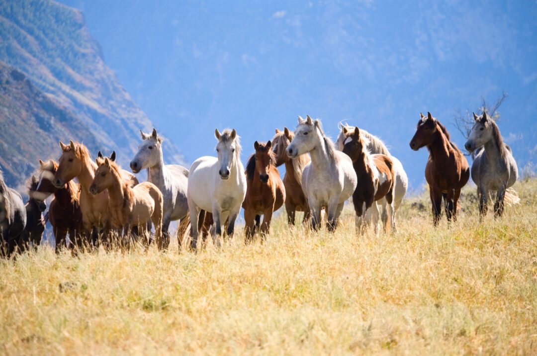 7 U.S. States Where Wild Mustangs Roam Freely In Large Numbers