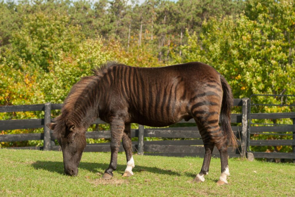 17 Hybrid Animals You Have To See To Believe