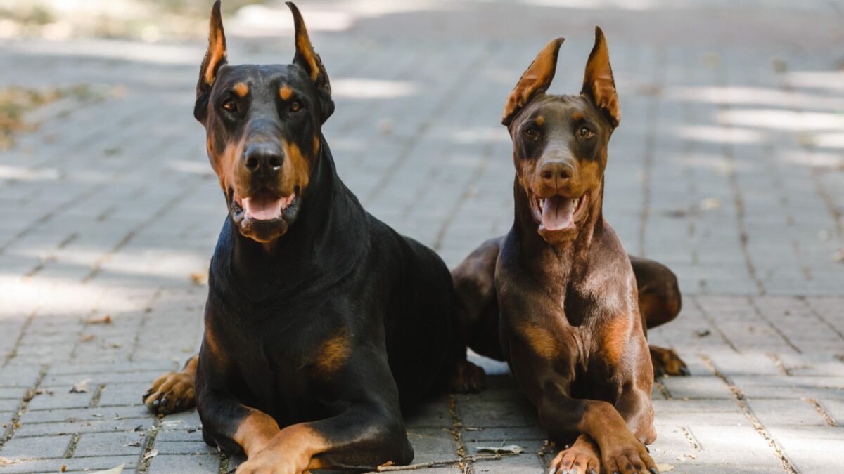 10 Essential Differences Between American And European Doberman Pinschers