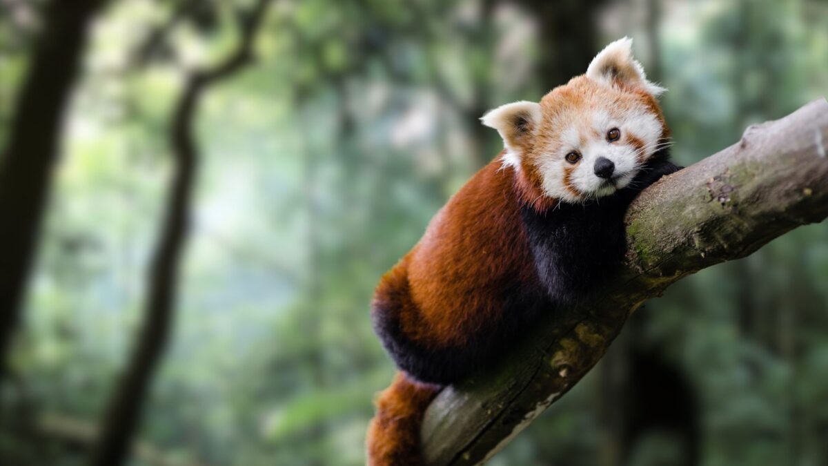 10 Fascinating Facts About The Adorable Red Panda