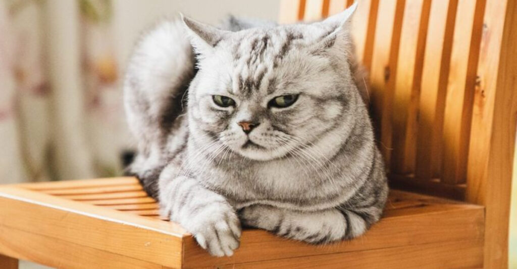 10 Habits That Could Be Driving Your Cat Nuts