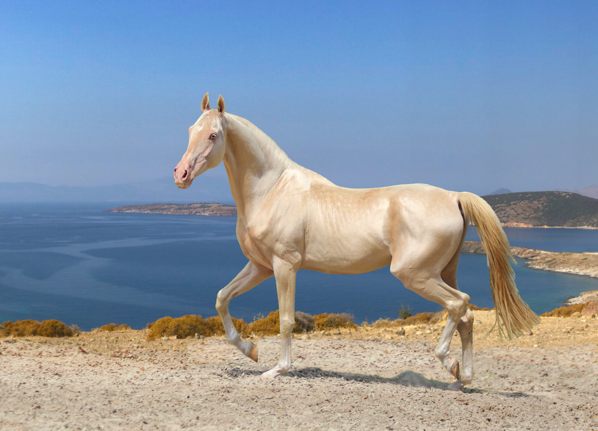 10 Legendary Ancient Horse Breeds That Changed The World