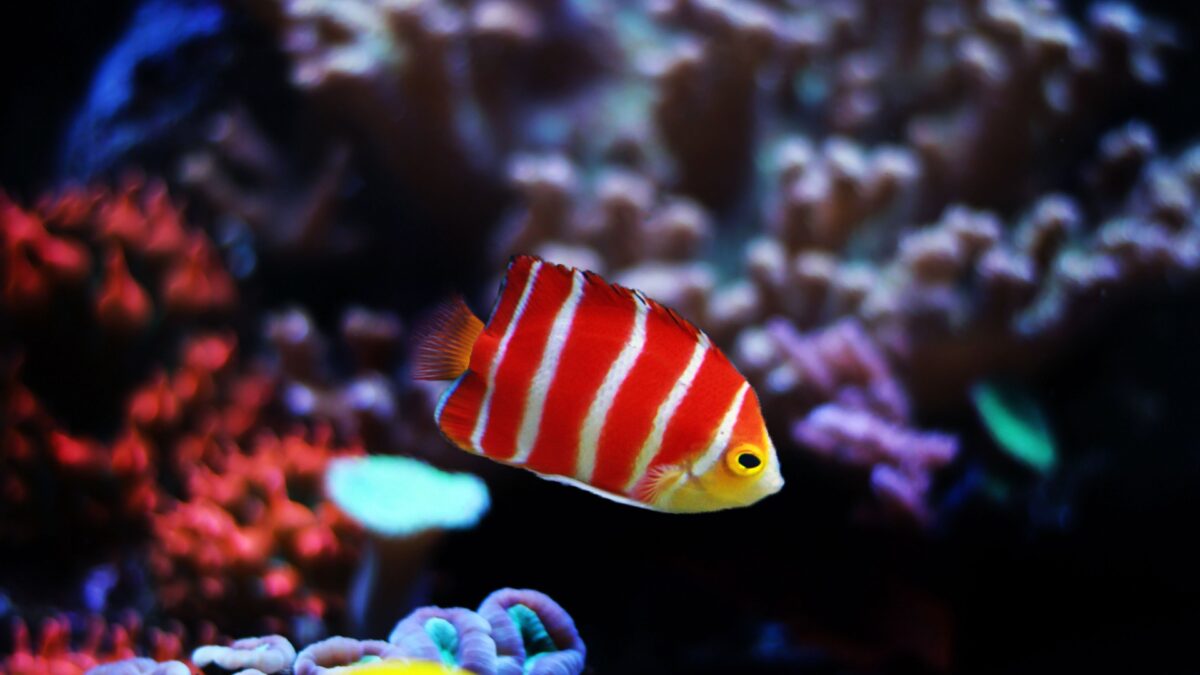 10 Most Expensive Fish That Will Cost You A Fortune