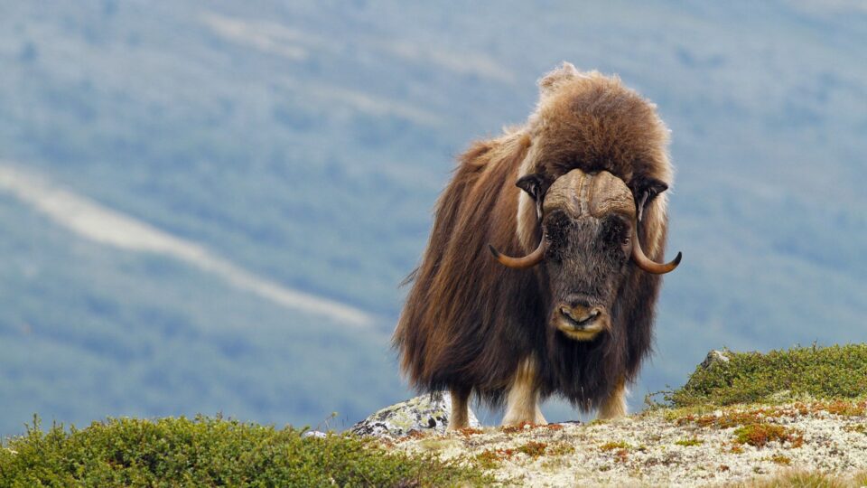 10 Most Powerful Animals In The World