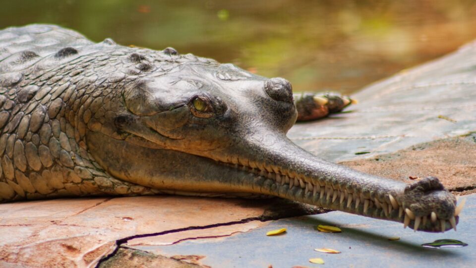 10 Prehistoric-Looking Animals That You Can See Today