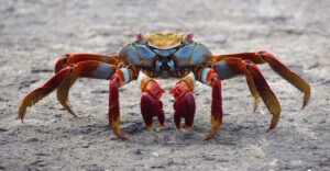 10 Unique Species That Have Blue-Colored Blood