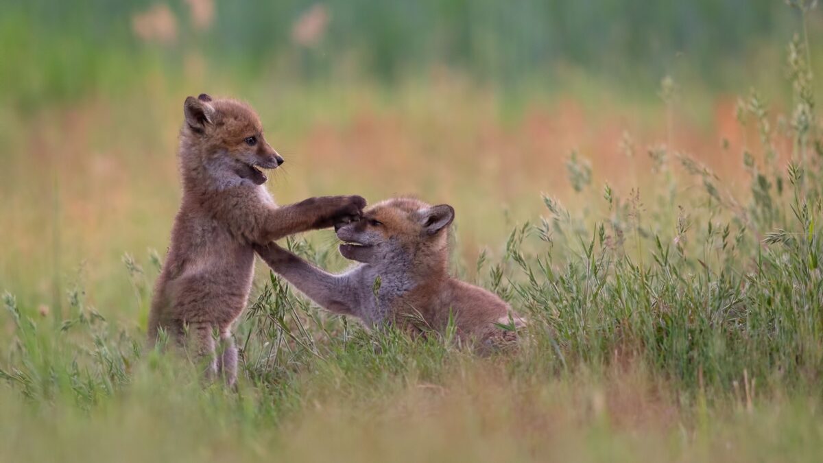 10 Wild Animals That Show Playtime Isn’t Just For Pets