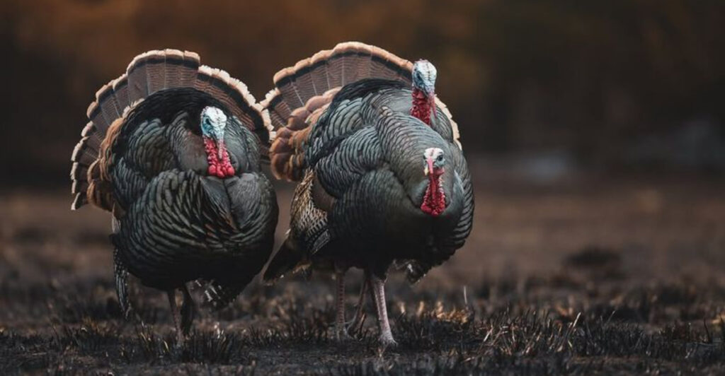 What’s The Average Lifespan Of Animals?