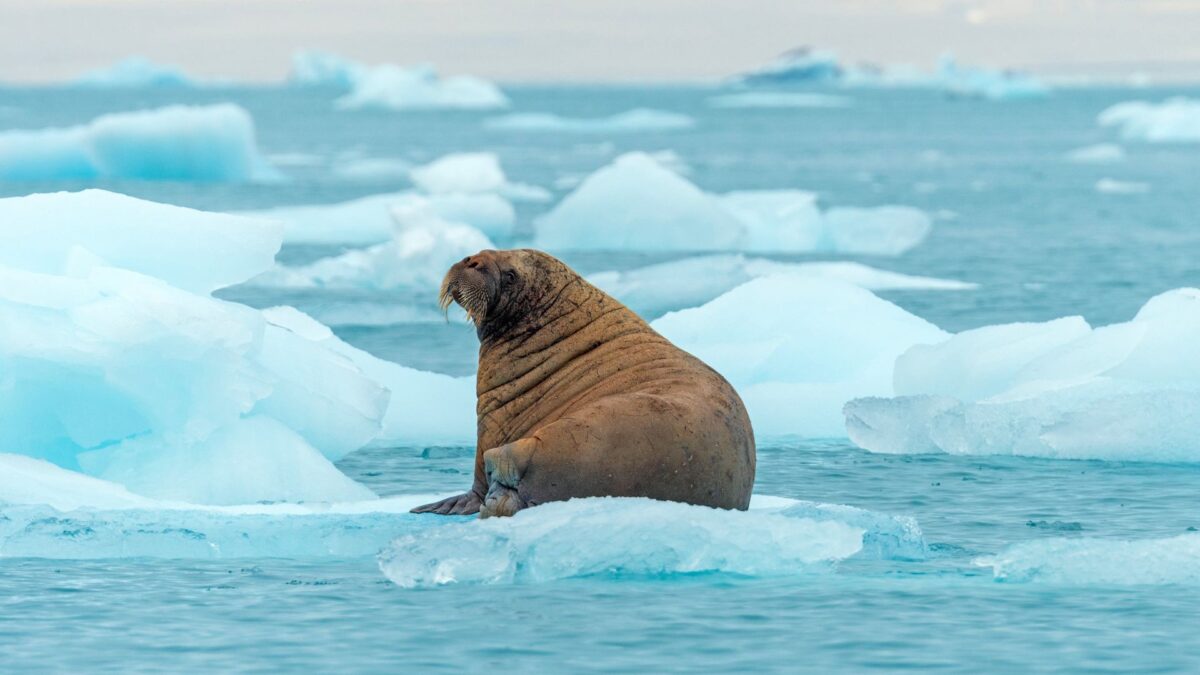 11 Arctic Animals Perfectly Adapted To Survive The Coldest Conditions