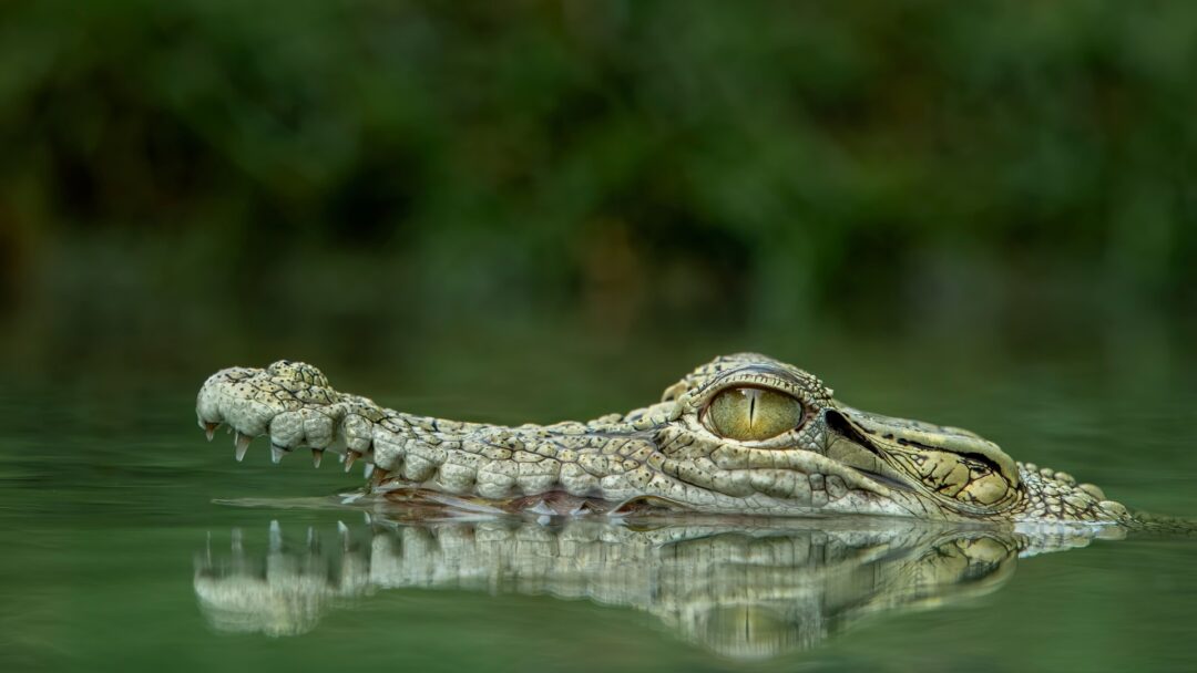 11 Bold Animals That Reign Without Fear Of Predators