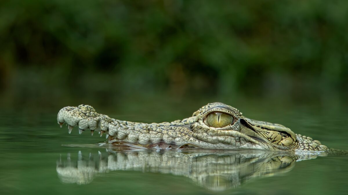 15 Helpful Animals You Should Welcome To Your Property