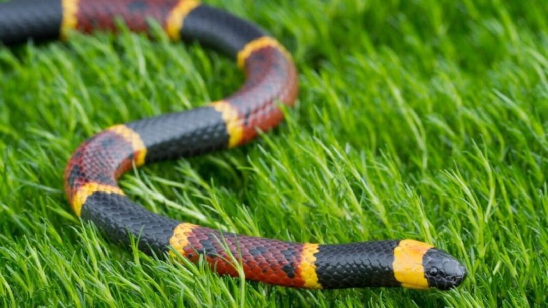 11 Dangerous Reptiles To Watch Out For In The U.S.