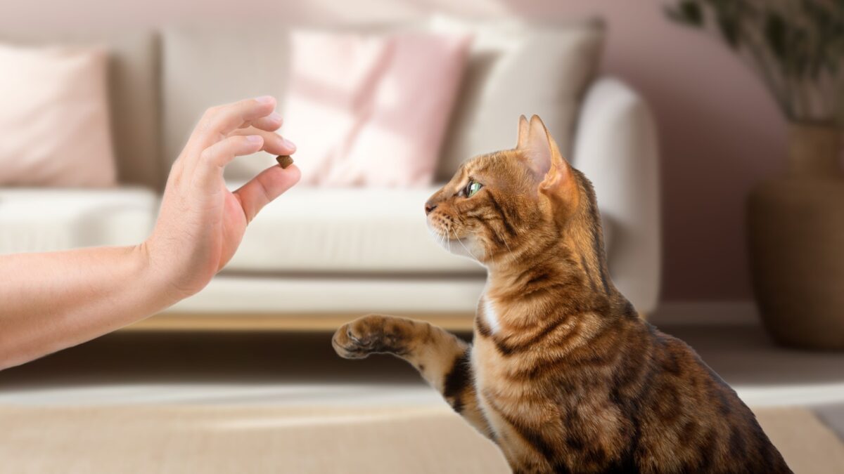 11 Do’s And Don’ts To Raise A Well-Behaved Cat That Every Owner Should Know
