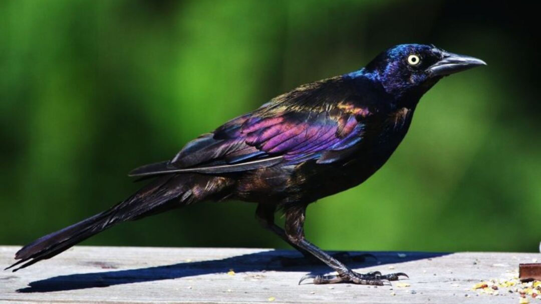 11 Elegant Black Birds That Will Take Your Breath Away