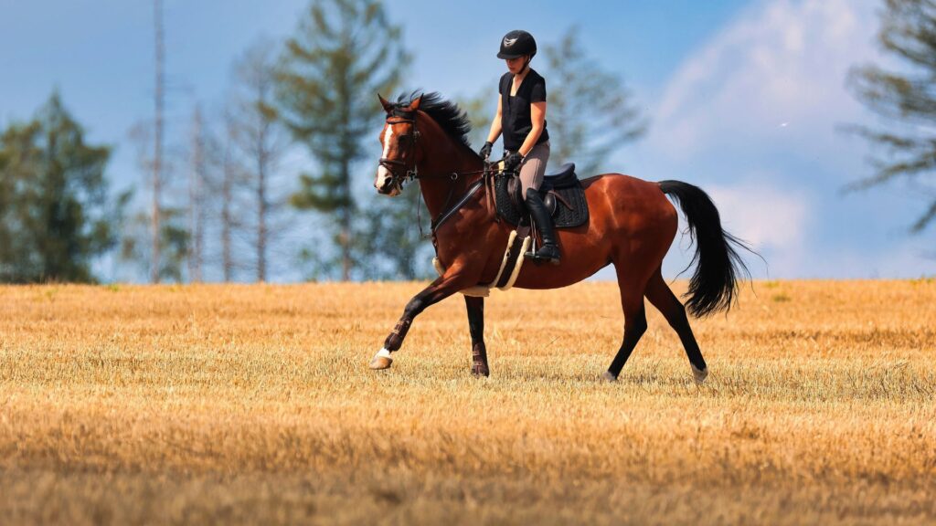 11 Horse Breeds That Are Perfect Riding Companions