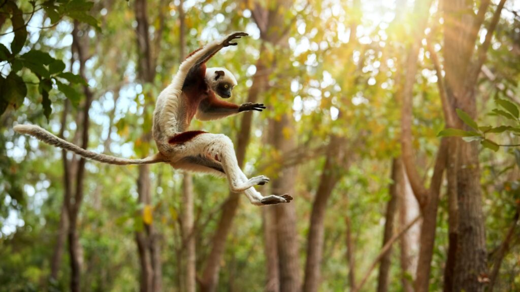 11 Incredible Animals With Jaw-Dropping Jumping Skills