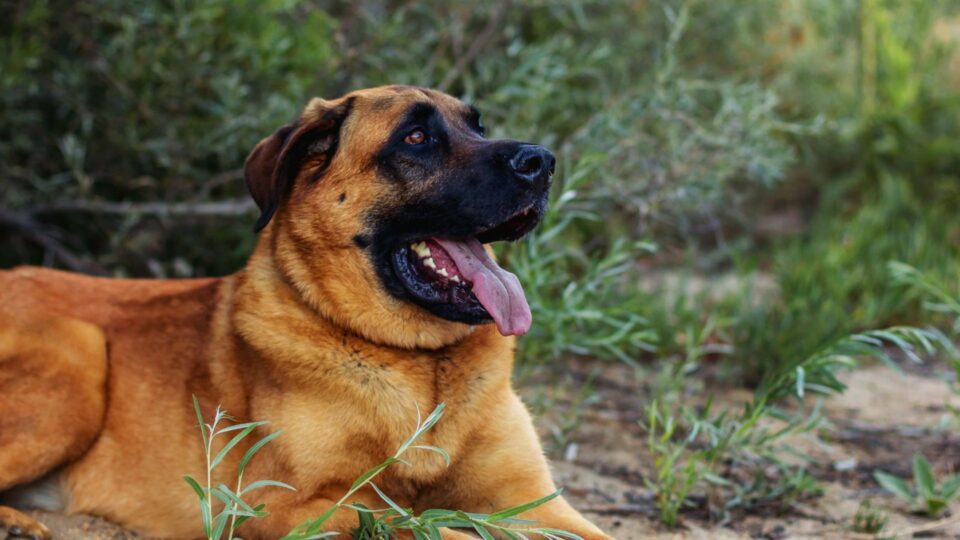 11 Intriguing Facts About The Mastiff Shepherd Mix