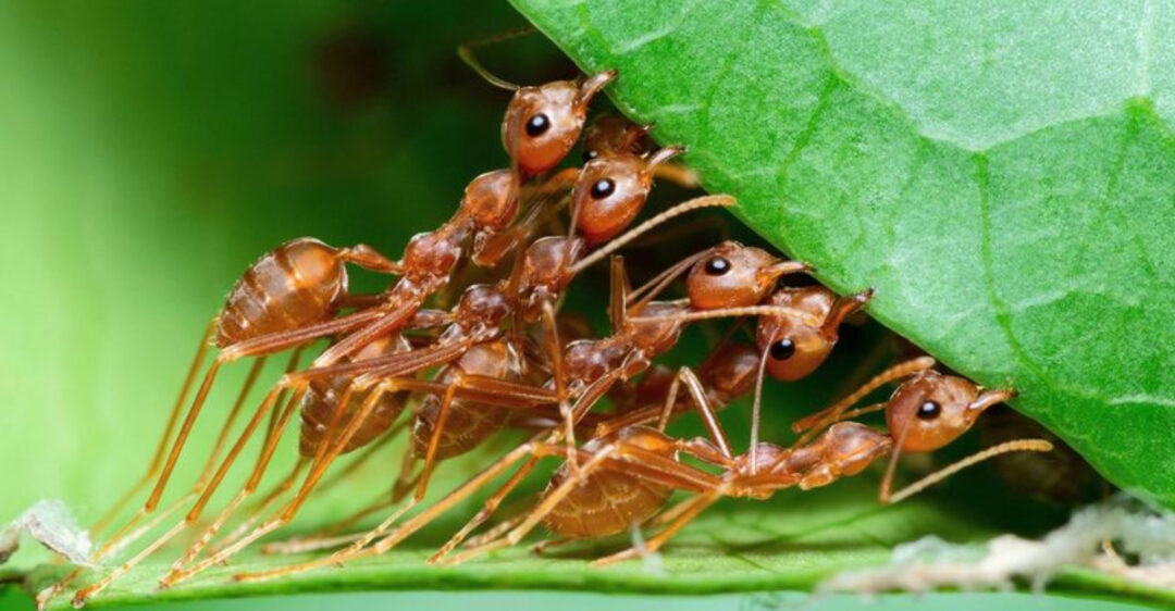 11 Small Yet Mighty Creatures That Shape Ecosystems