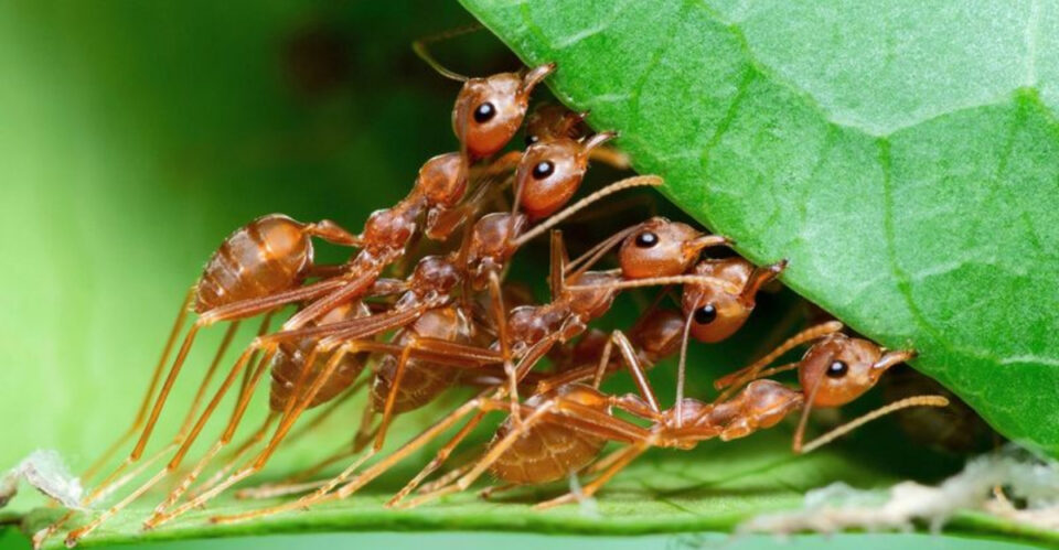 11 Small Yet Mighty Creatures That Shape Ecosystems