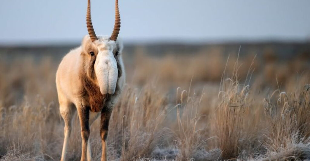 11 Incredible Creatures That Seem Too Extraordinary To Exist