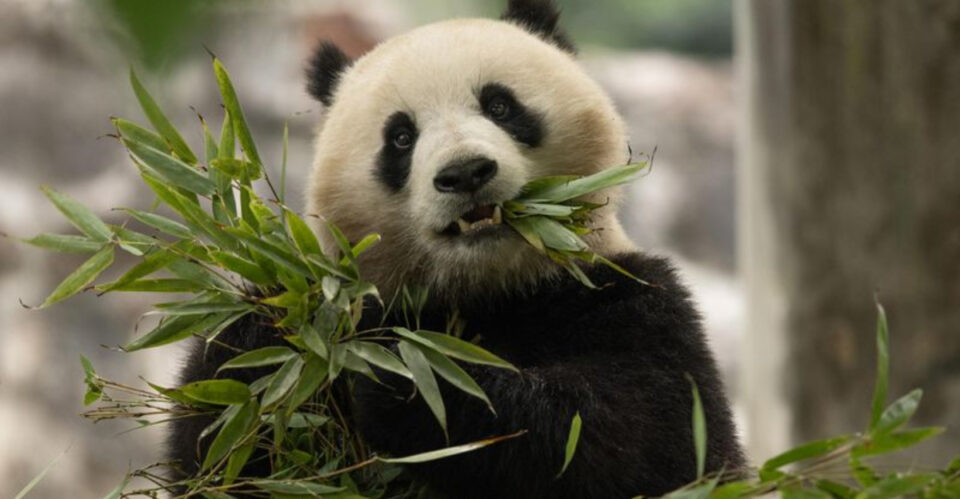 12 Adorable Creatures Who Are All About Peace