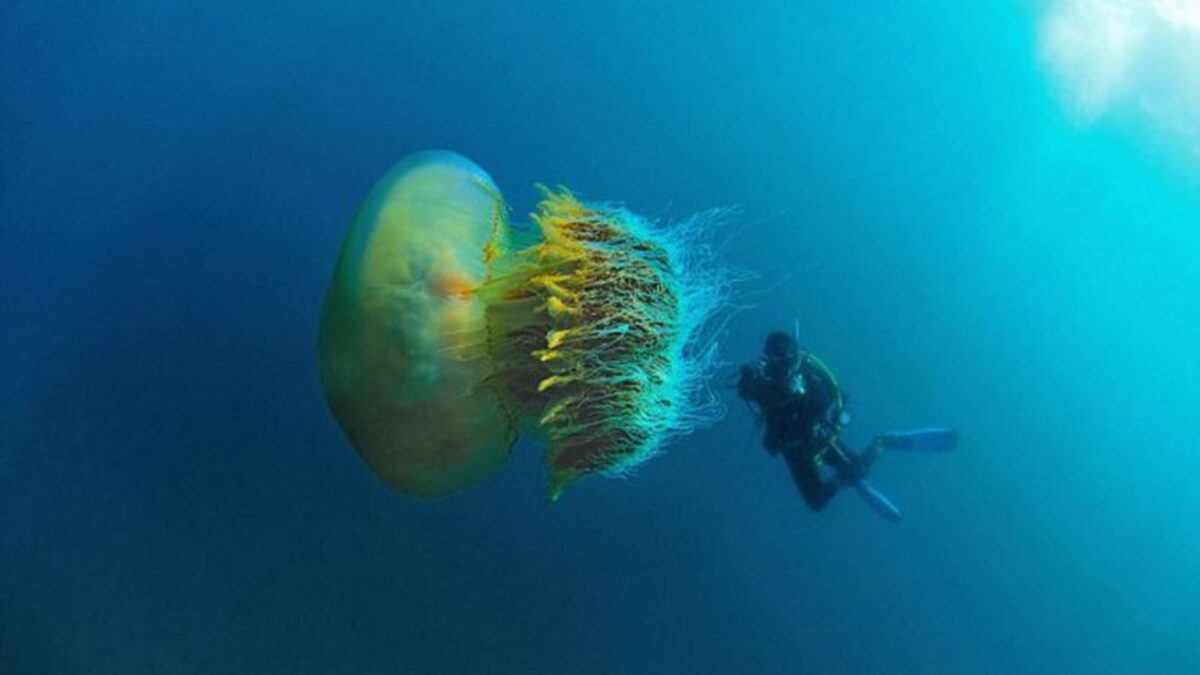12 Giant Jellyfish You Won’t Believe Exist