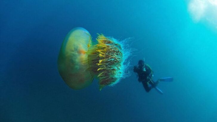 12 Giant Jellyfish You Won’t Believe Exist