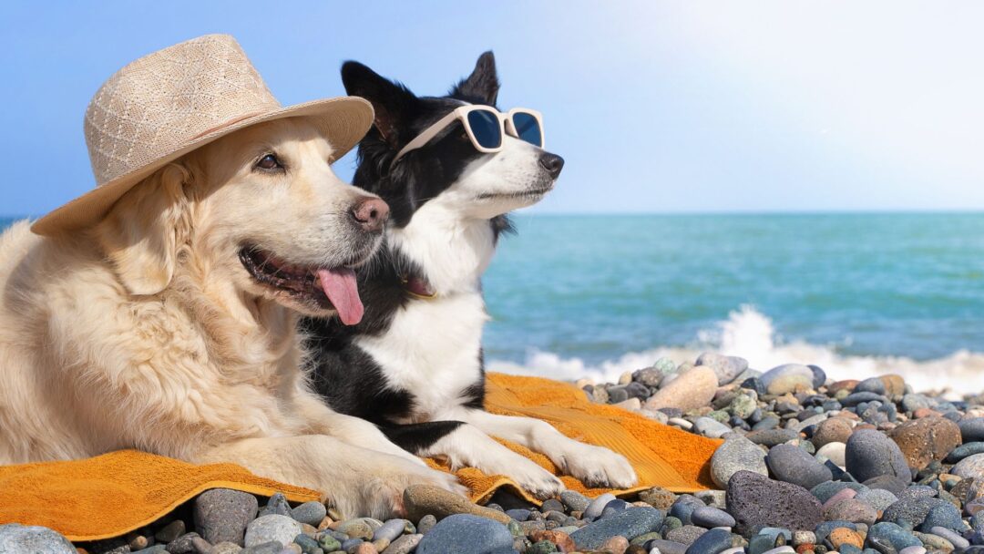 12 Ideal Dog Breeds To Keep Your Golden Retriever Company