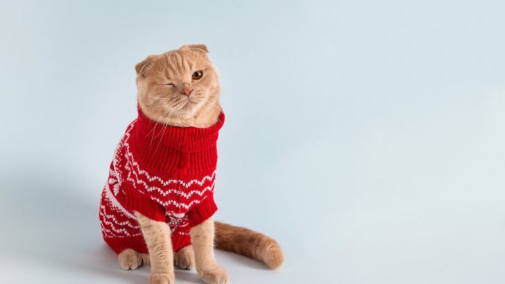 12 Interesting Facts You Didn't Know About Cats And Their Winter Coats