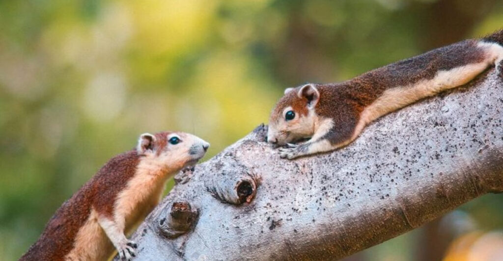 12 Playful Animals You Didn’t Know Had A Fun Side