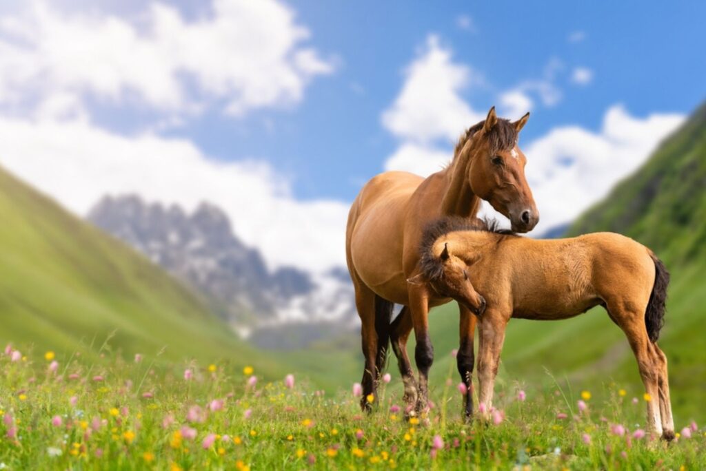 12 Random Facts About Horses That Will Make You Love Them Even More