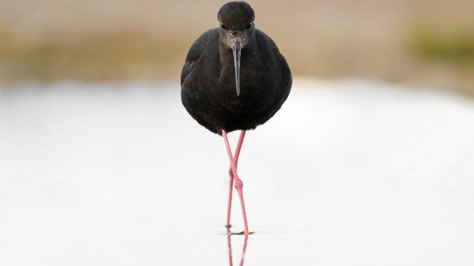 12 Rare And Beautiful Birds You May Never See Again