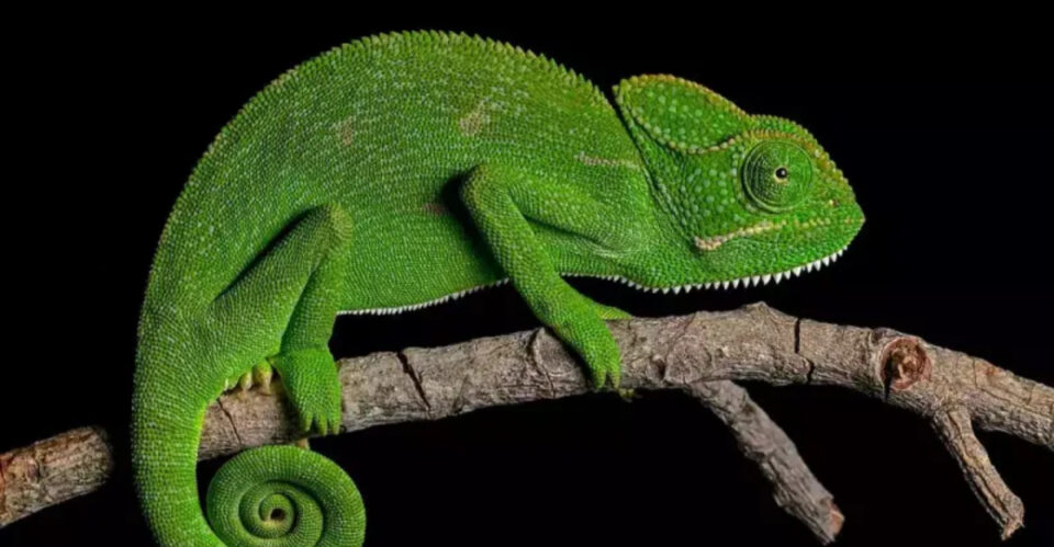 12 Shortest-Lived Animals In The Wild