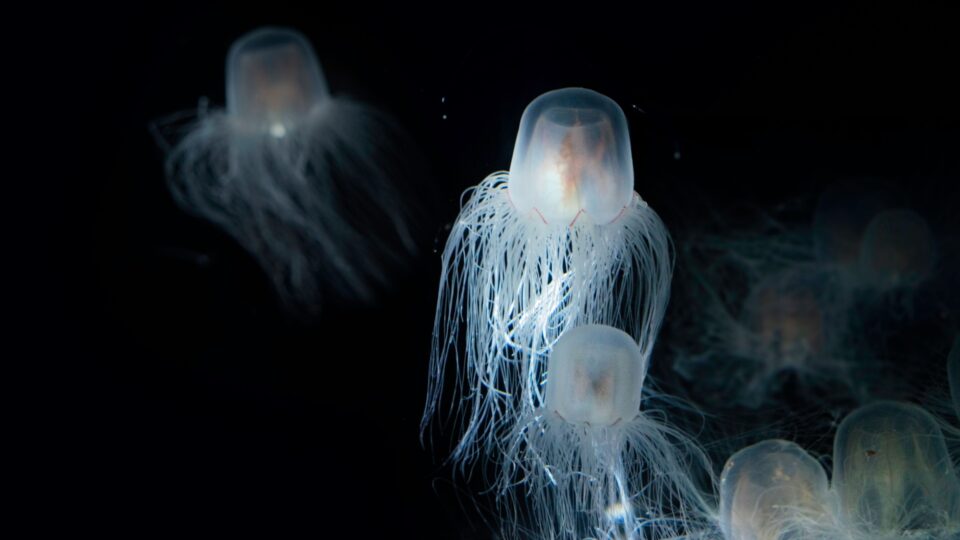 11 Stunning Blue Animals You’ve Probably Never Seen Before