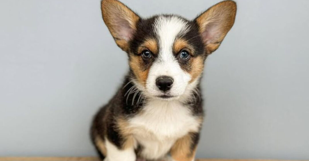 12 Adorable Reasons Why Teacup Corgis Are So Small And Irresistible