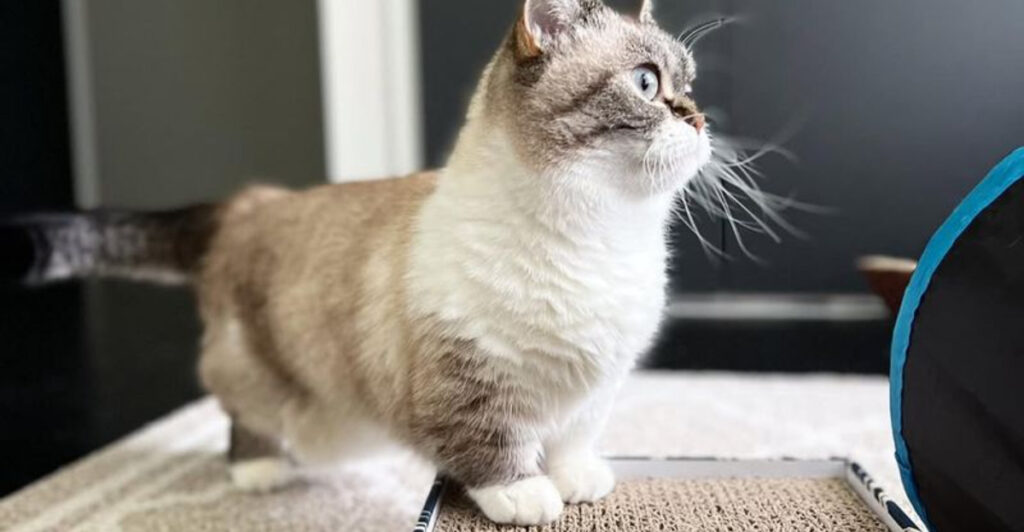 12 Cat Breeds With Striking Features That Are Turning Heads Everywhere