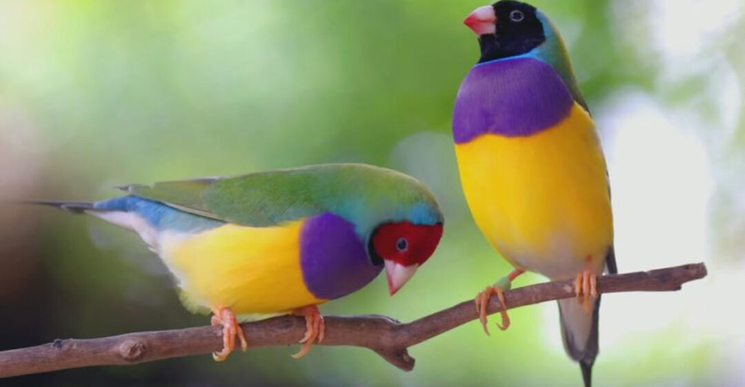 12 Stunning Animal Colors That Will Take Your Breath Away