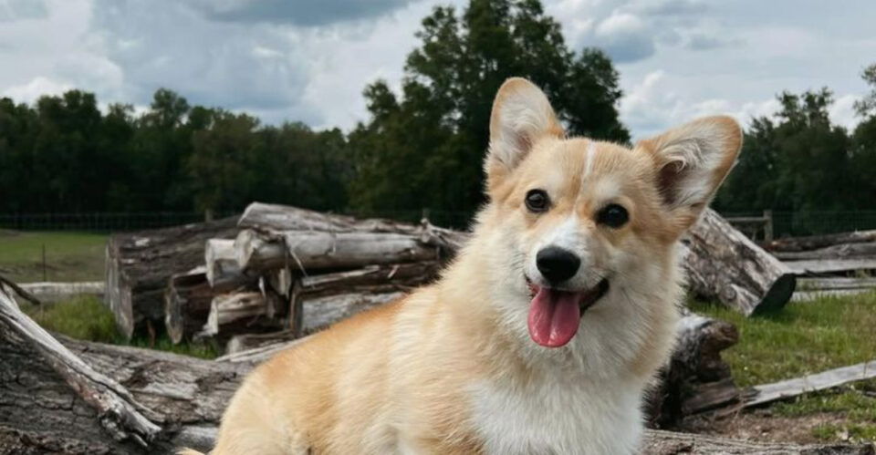 12 Stunning Corgi Colors And Coat Markings You Won’t Believe Exist
