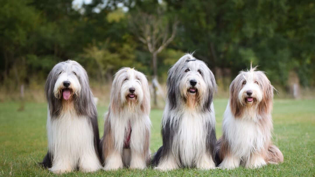 13 Cattle Dog Breeds That Excel At Herding And Protection