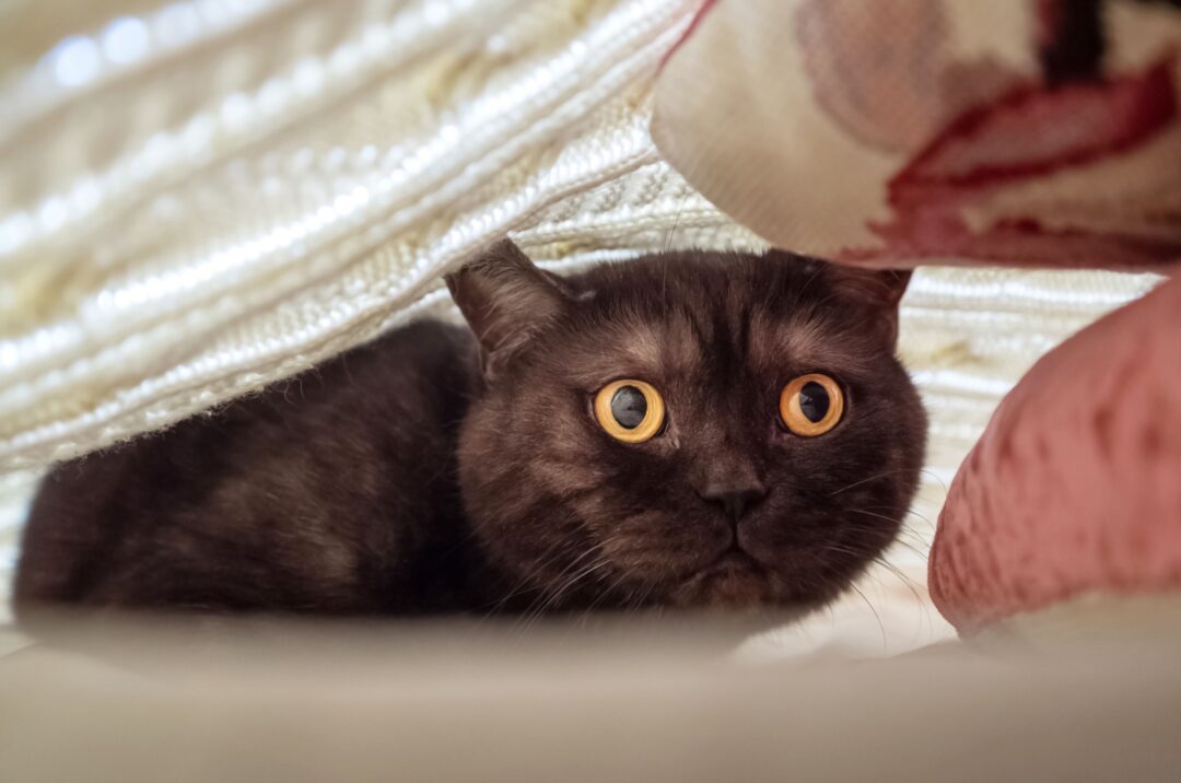 13 Clear Signs Your Cat May Be Traumatized And How To Help Them Heal